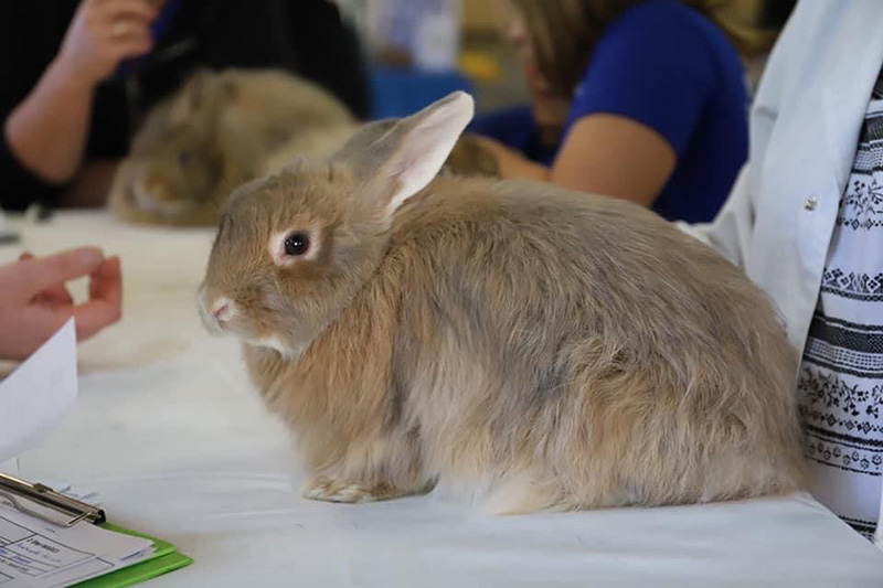West Australian Rabbit Council Inc - Breed Information